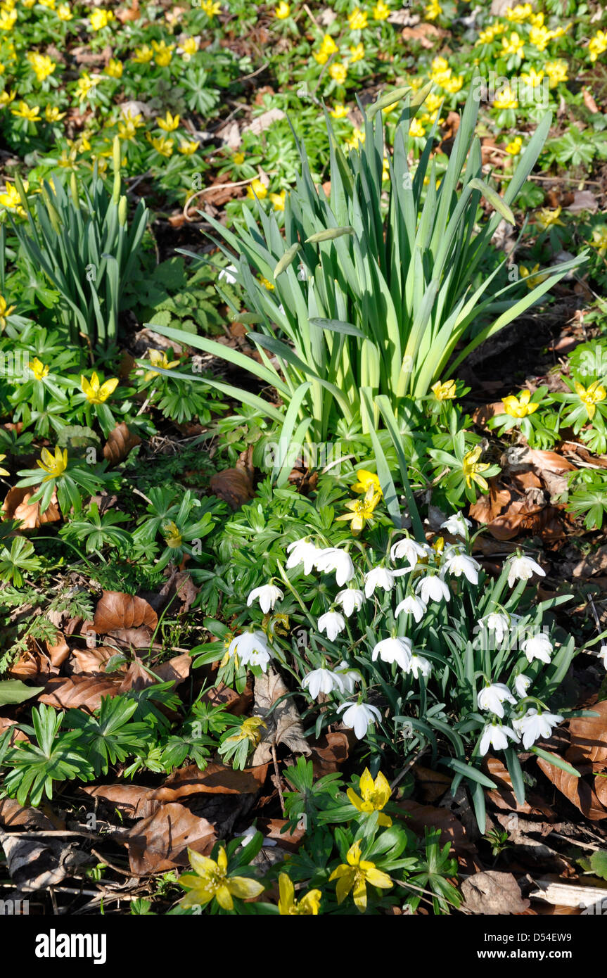 Snowdrop flowers close up hi-res stock photography and images - Alamy