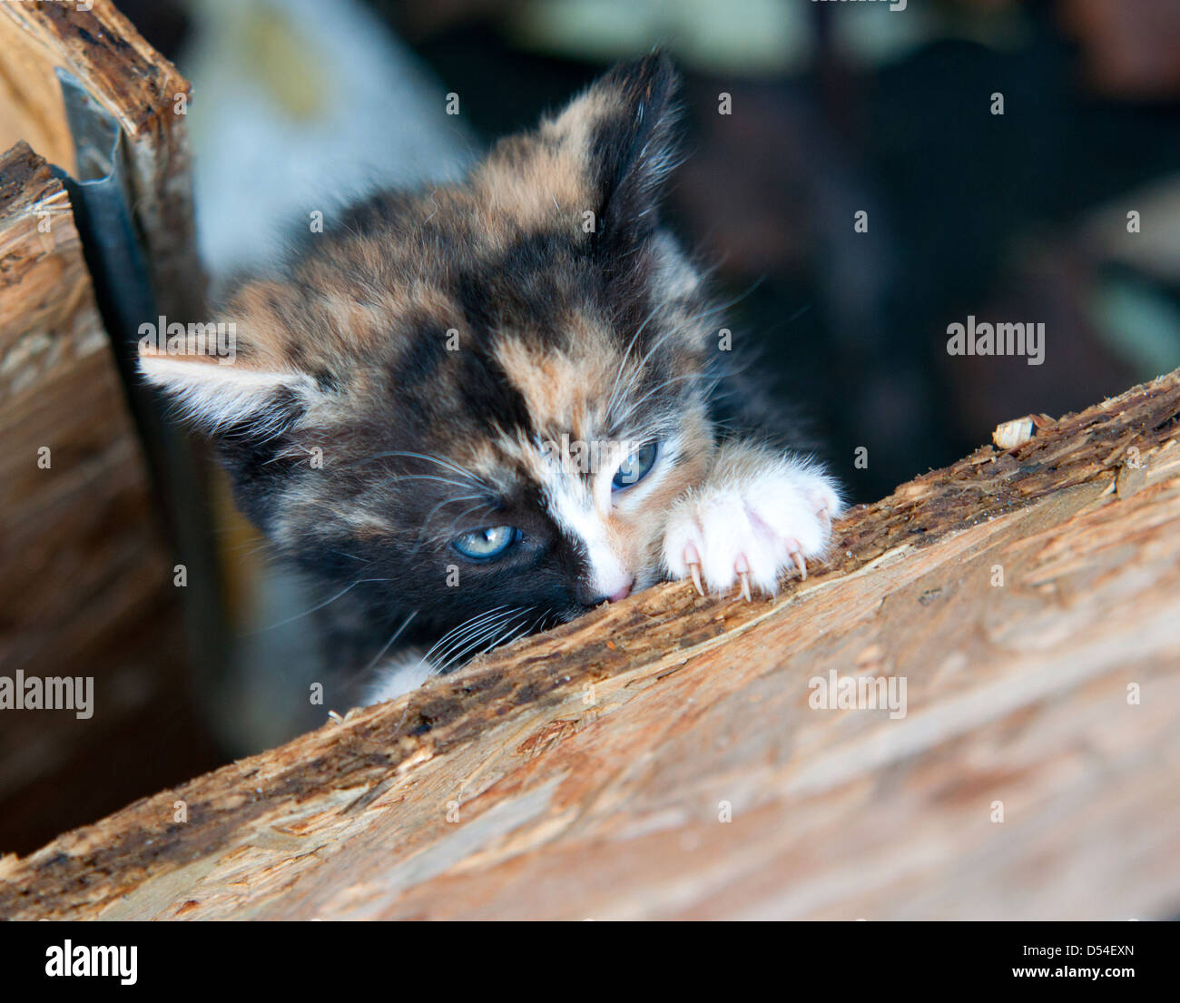 Little kitten with evil look Stock Photo - Alamy