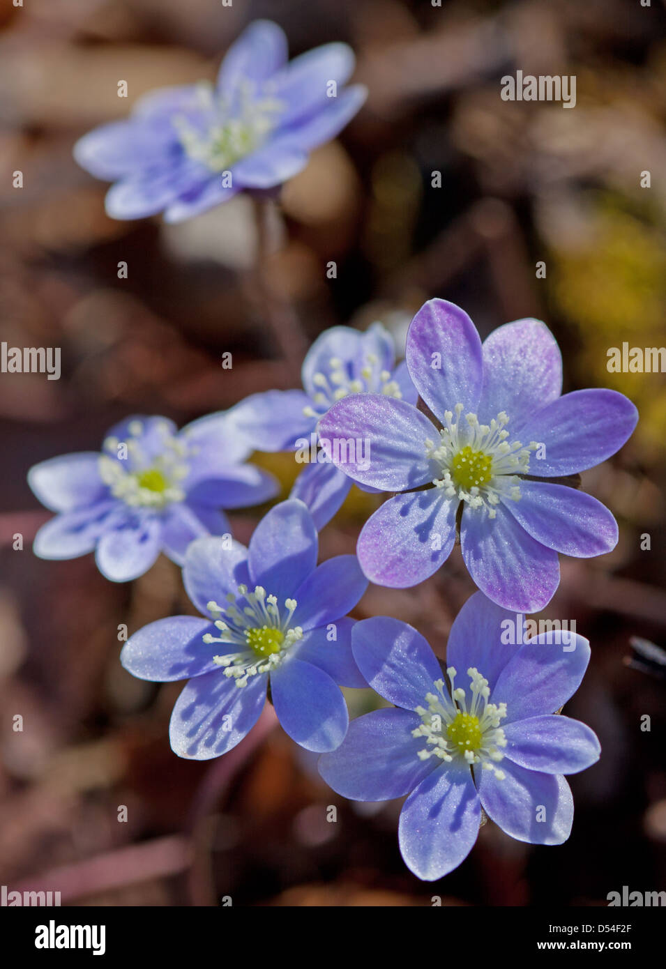 Round-lobed Hepatica (Hepatica nobilis) in early spring Stock Photo - Alamy