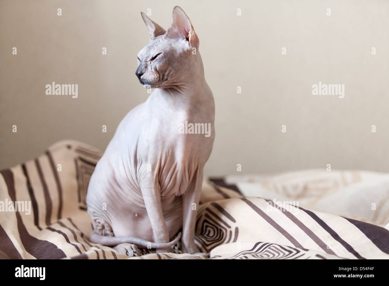 Sphinx sitting hi-res stock photography and images - Alamy