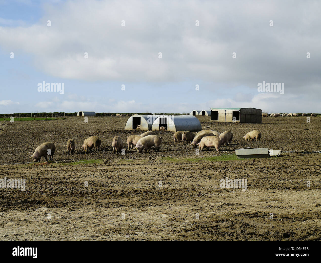 Pigs on a pig farm Stock Photo - Alamy