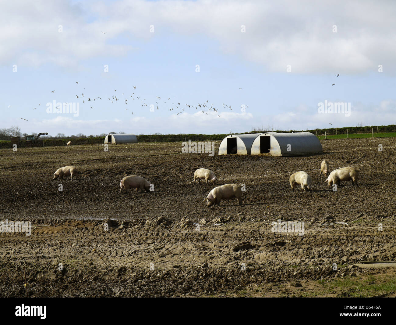Pigs on a pig farm Stock Photo - Alamy