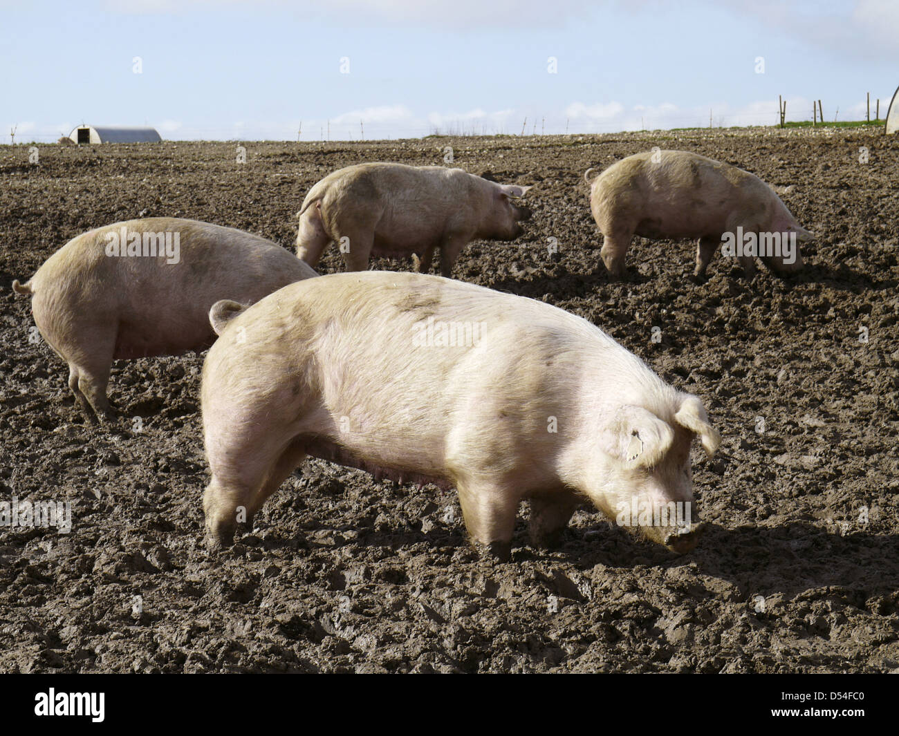Pigs on a pig farm Stock Photo - Alamy