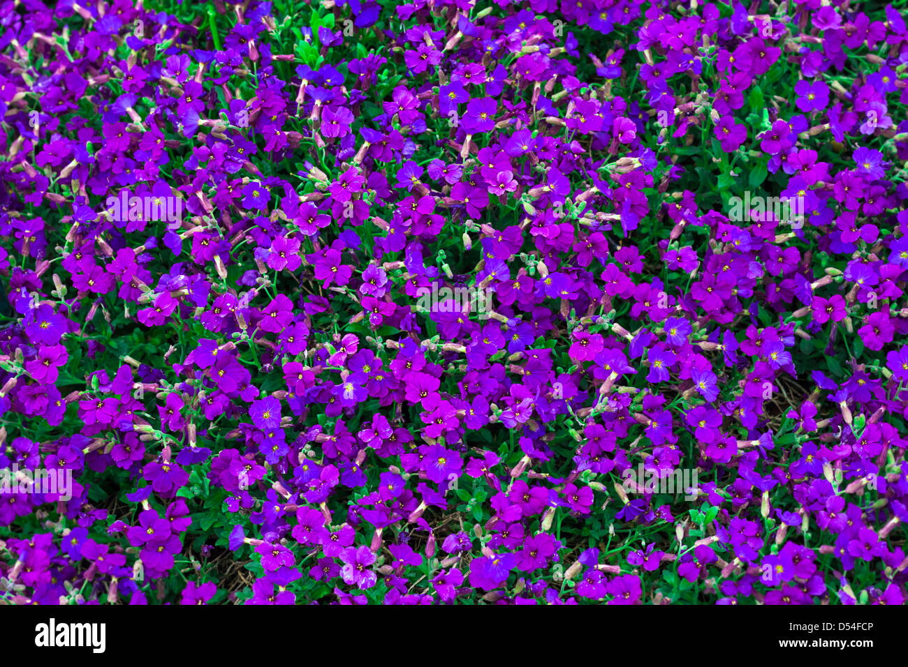 Spring series: Spring purple tiny flowers in green garden Stock Photo ...