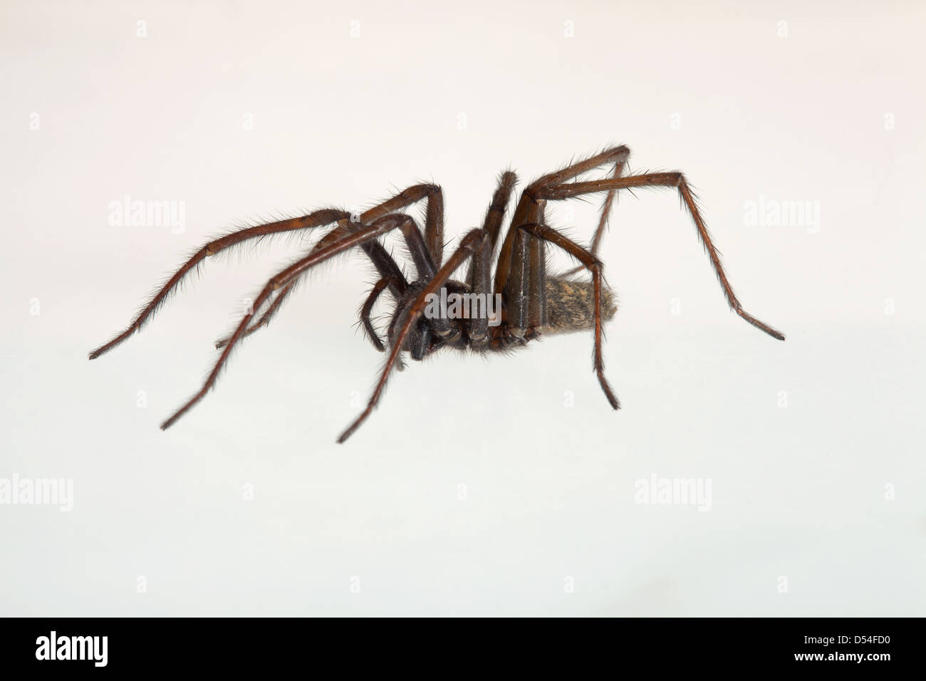 Close up photo wolf spider hi-res stock photography and images - Alamy