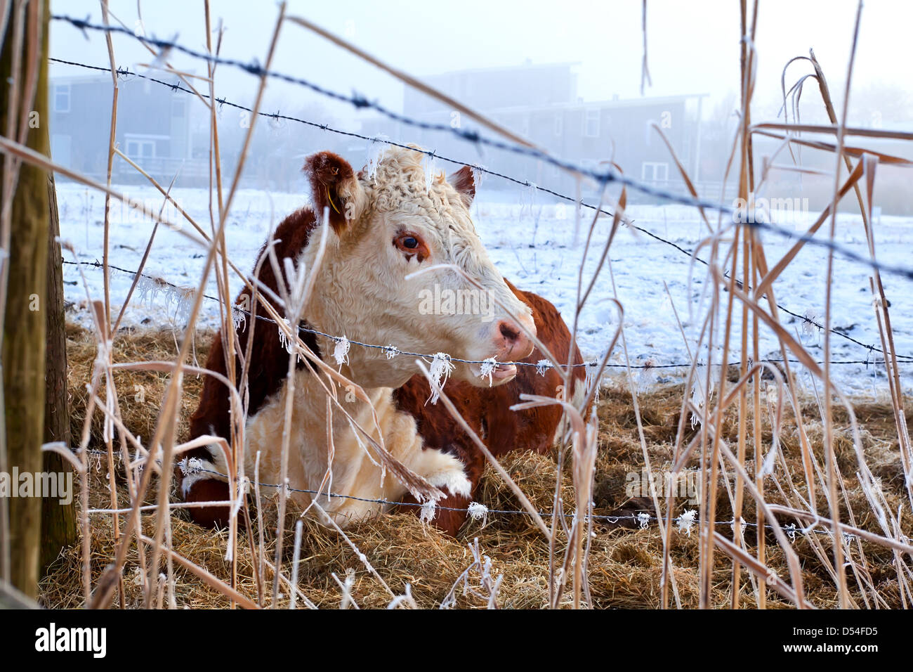 cow relaxed outdoors on pasture during winter Stock Photo - Alamy