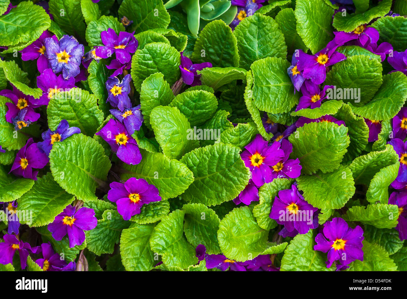 Spring series: Spring purple tiny flowers in green garden Stock Photo ...