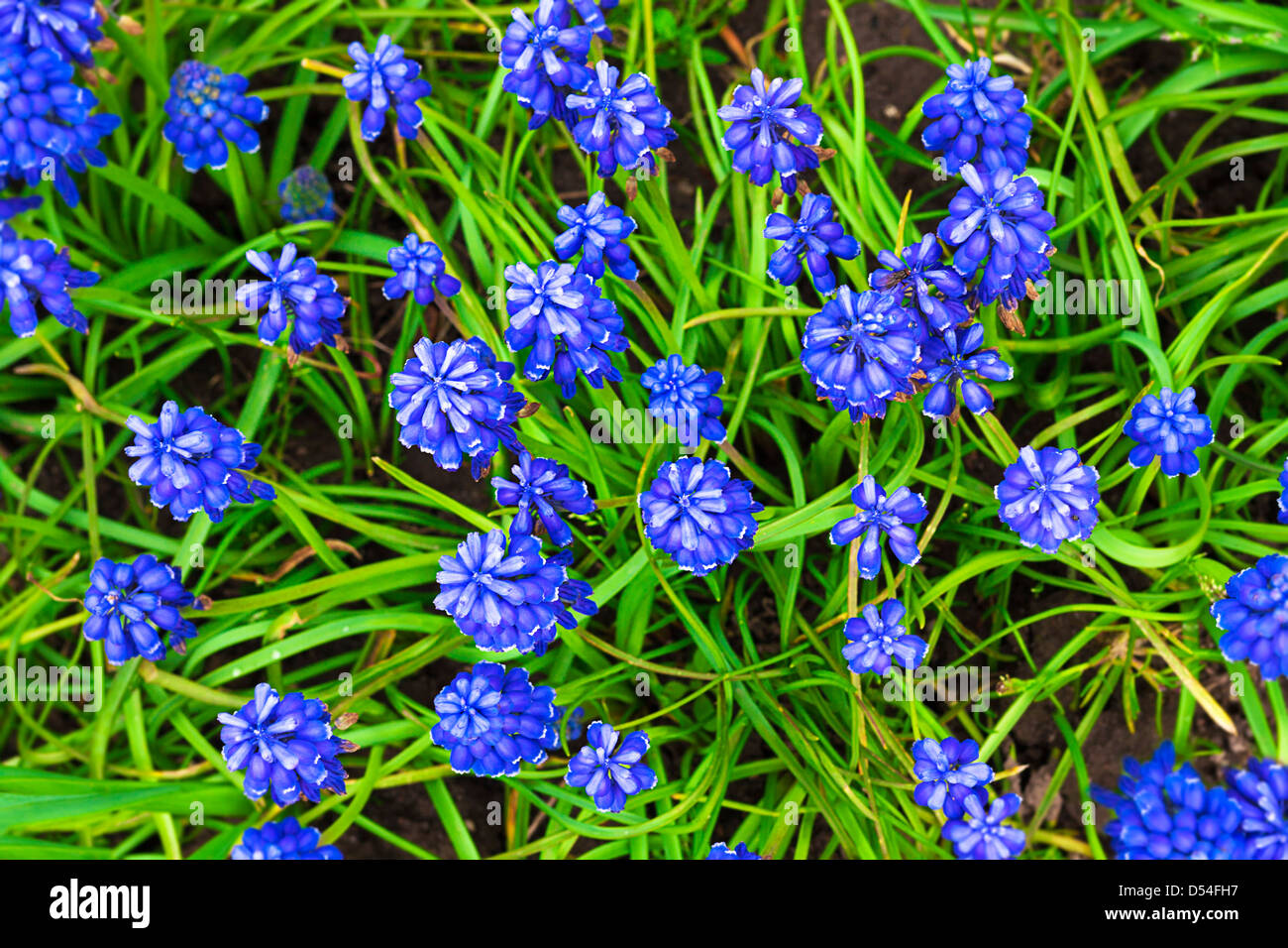 Spring series: Spring hyacinth flowers in green garden Stock Photo - Alamy