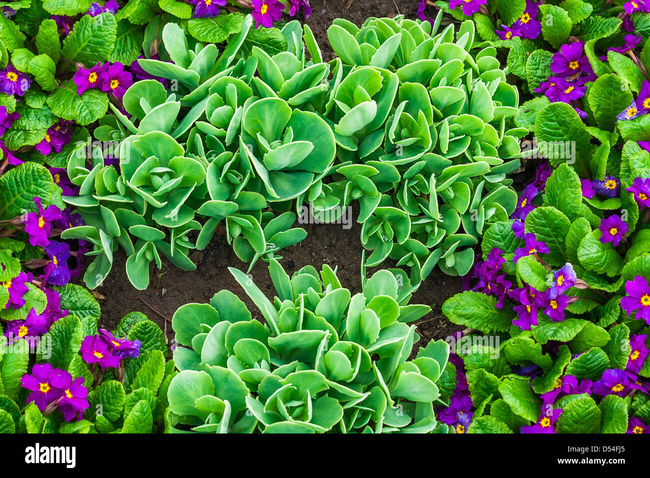 Sedum spring hi-res stock photography and images - Alamy