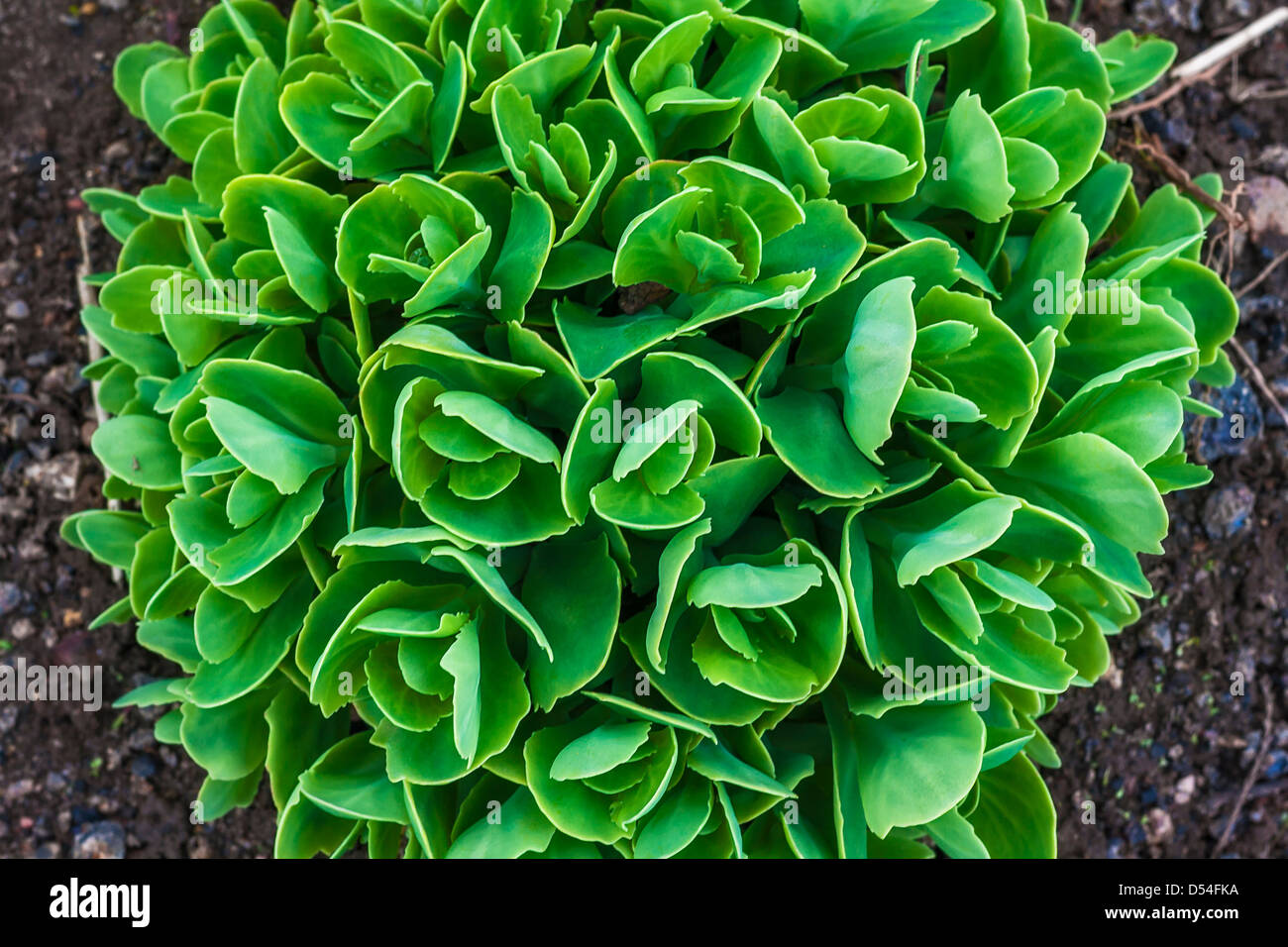 Spring series: Spring sedum flowers in green garden Stock Photo - Alamy