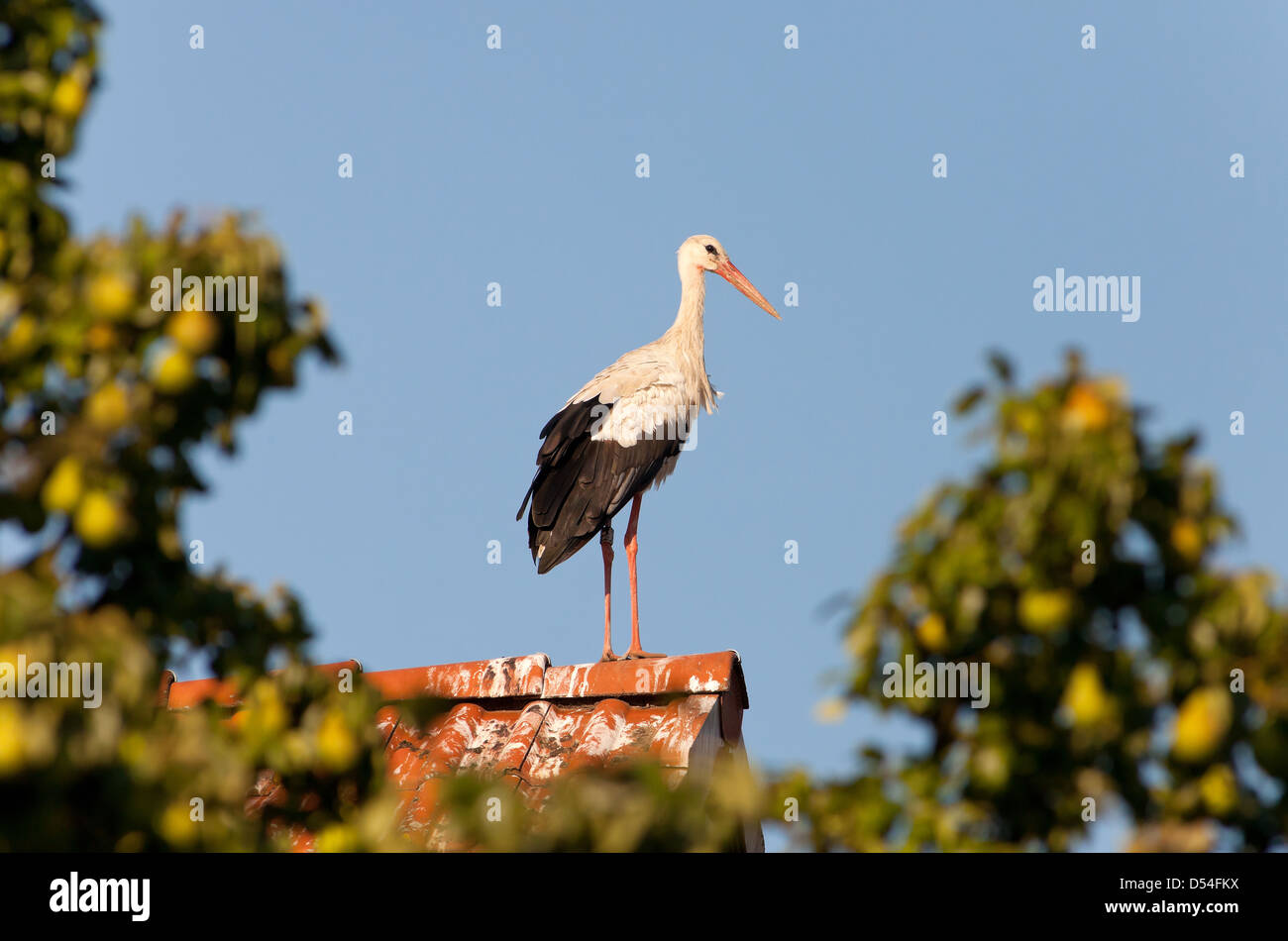 Rühstädt, Germany, stork on a roof Stock Photo - Alamy