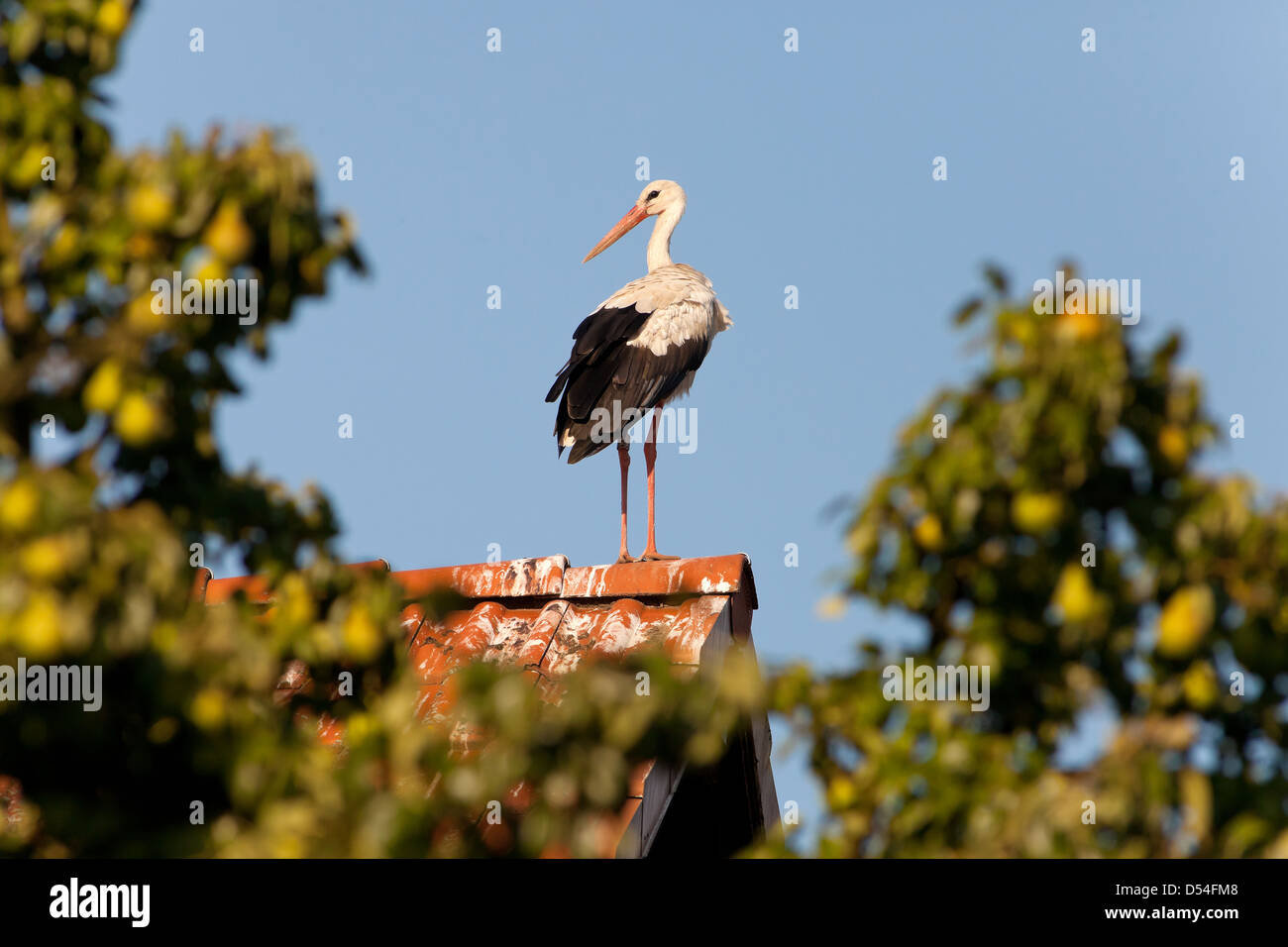 Rühstädt, Germany, stork on a roof Stock Photo - Alamy