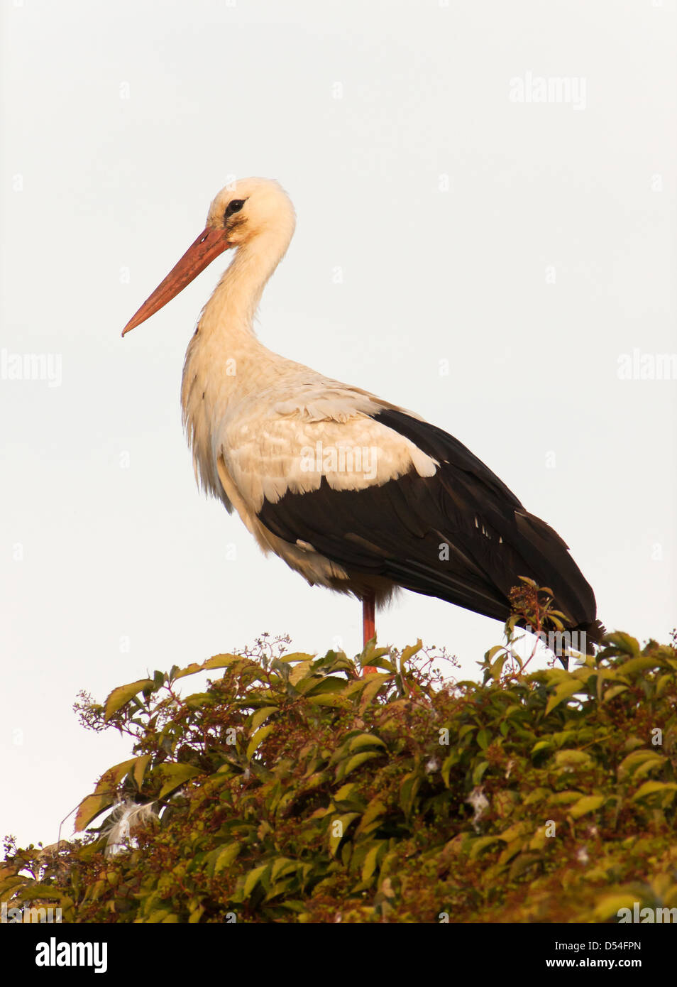 Stork village ruhstadt hi-res stock photography and images - Alamy