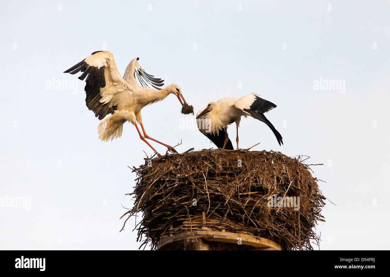 White stork with nesting material hi-res stock photography and images ...