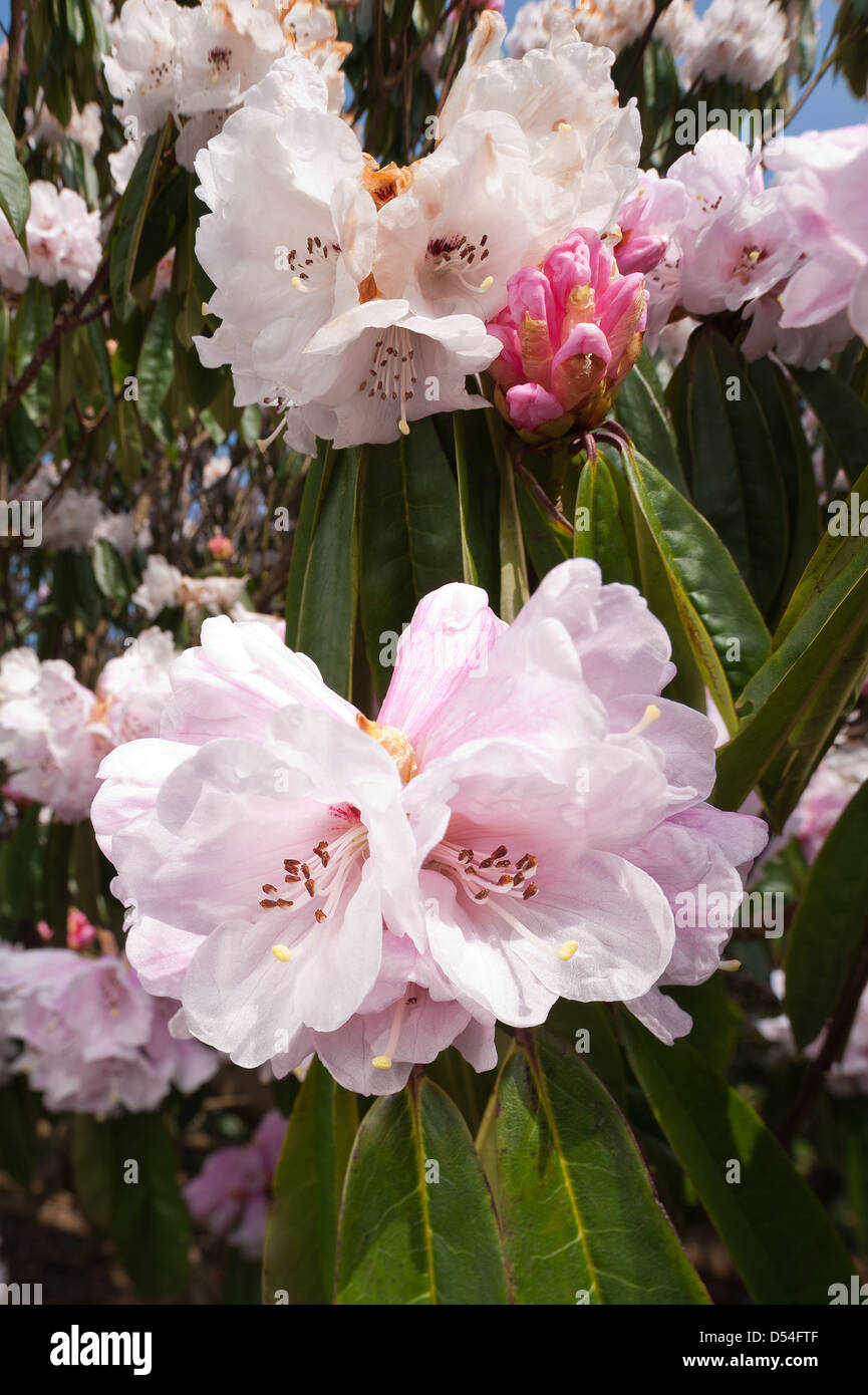 Abundant masses of delicate large blossom pale pink and white ...