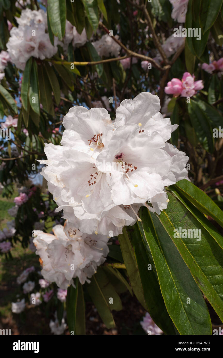 Abundant masses of delicate large blossom pale pink and white ...