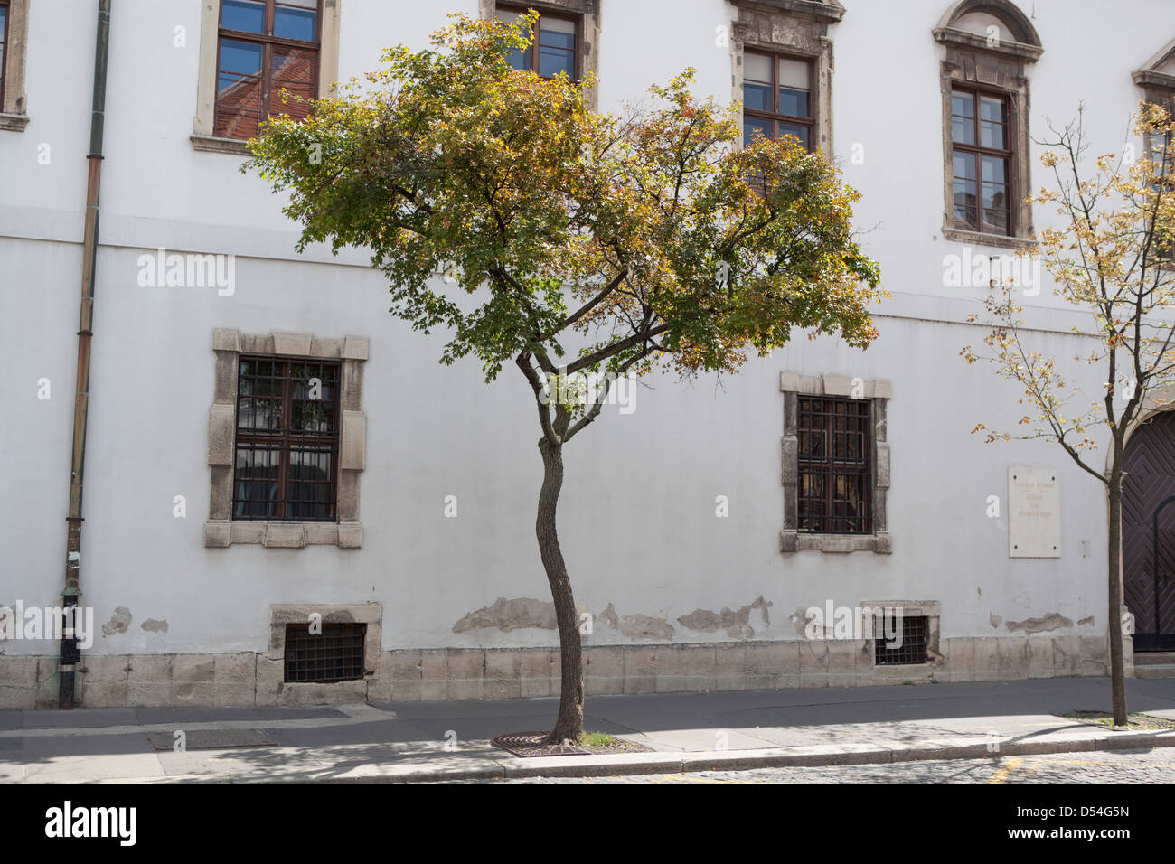 Tree in a street in Budapest in the Buda castle area Stock Photo - Alamy