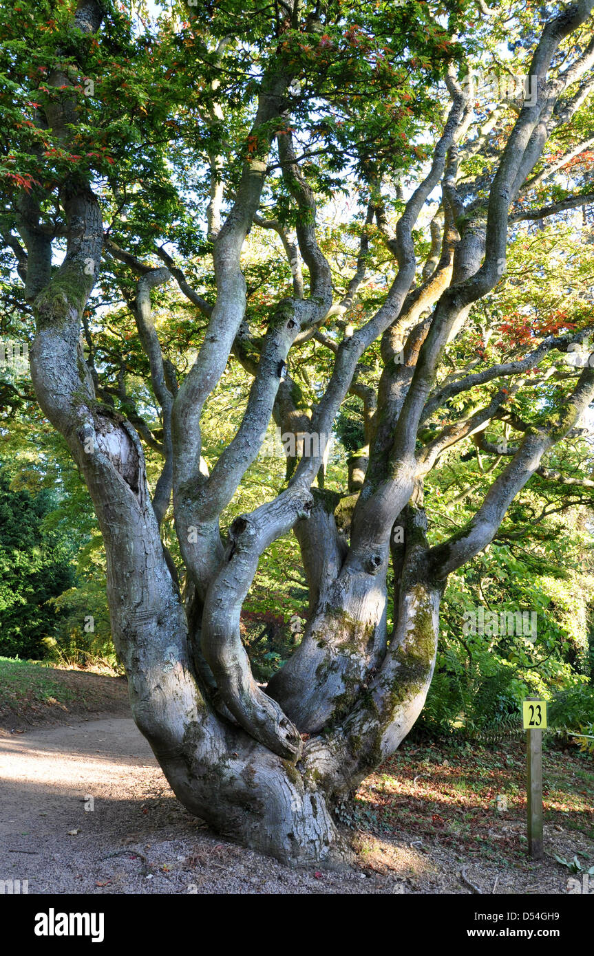 Twisted tree in arboretum Stock Photo - Alamy
