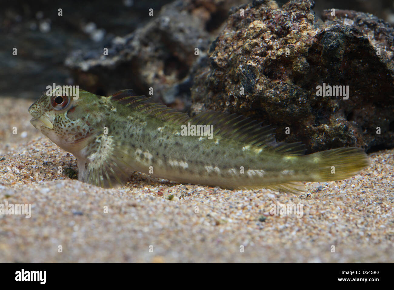 Shanny hi-res stock photography and images - Alamy