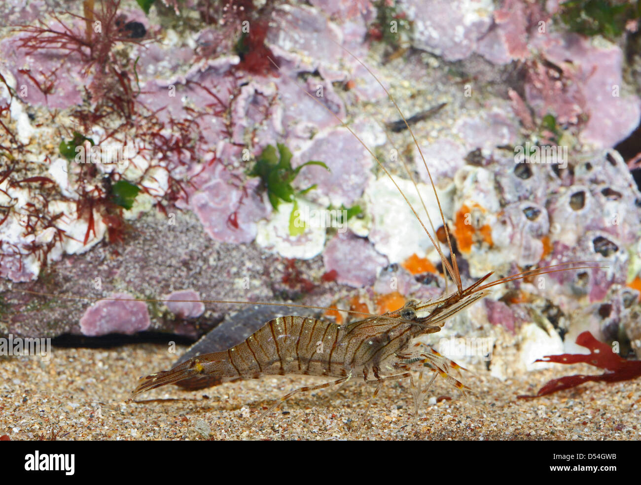 Common Prawn in aquarium Stock Photo - Alamy