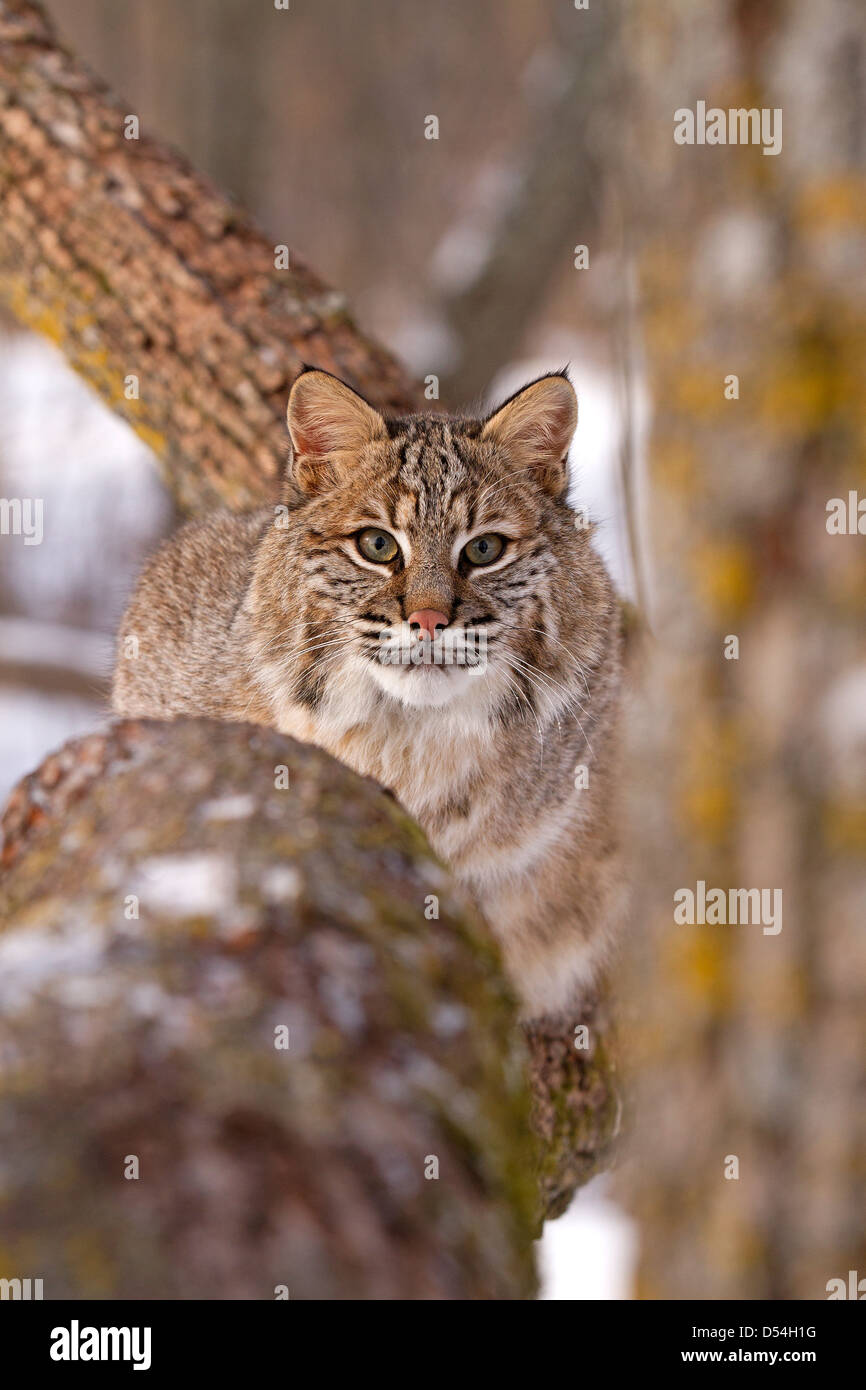 Bobcat, Lynx rufus climbing a tree Stock Photo - Alamy