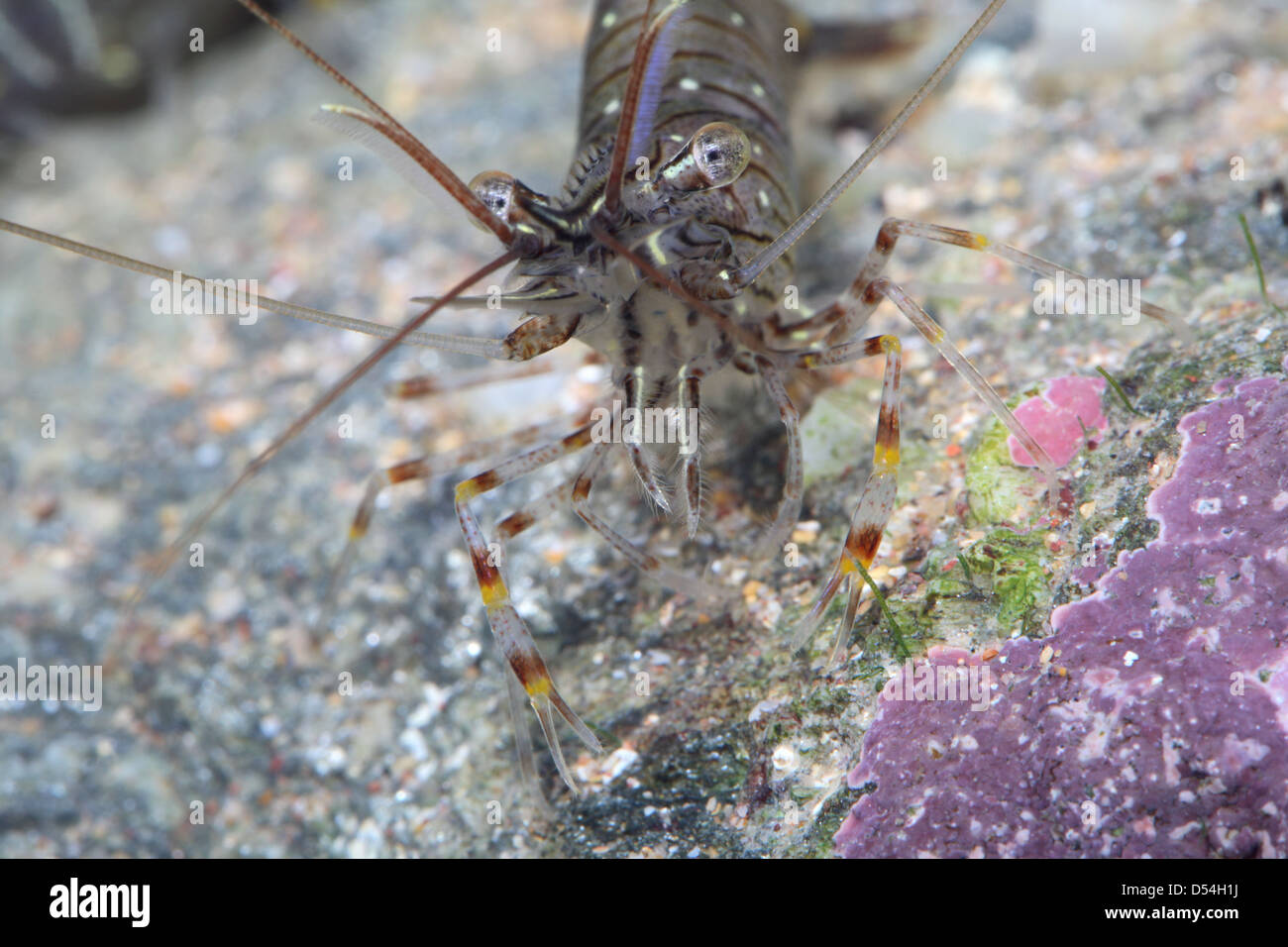 Common prawn sea hi-res stock photography and images - Alamy