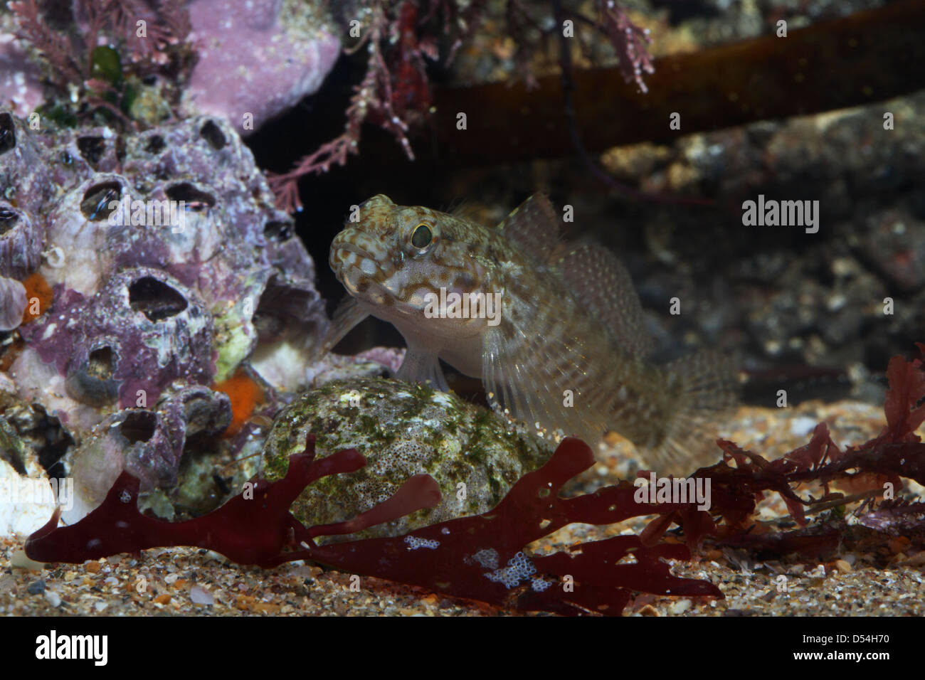 Goby Fish Rock High Resolution Stock Photography and Images - Alamy
