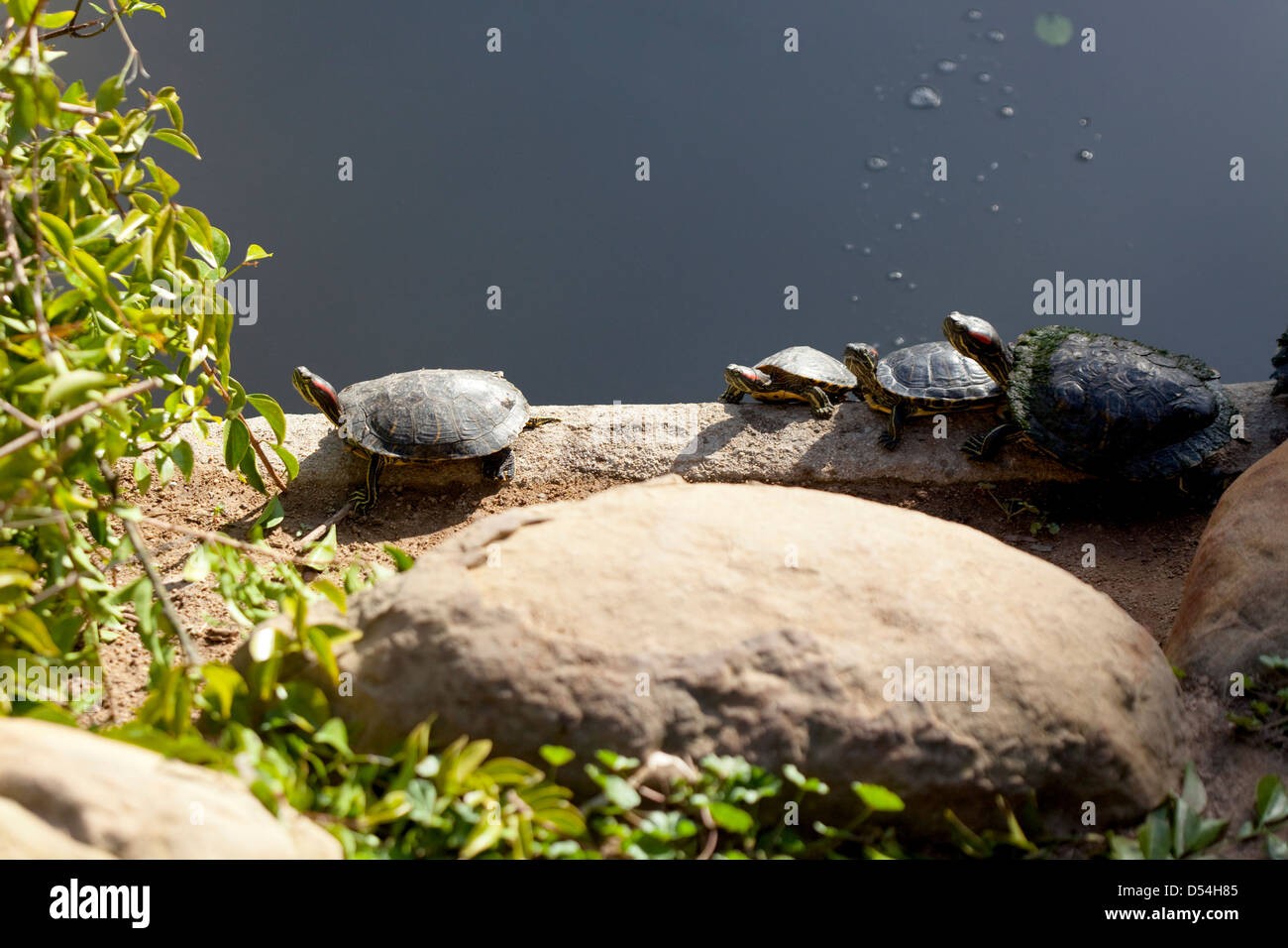 Turtle, family, tortoise, outdoor, rock, water Stock Photo - Alamy