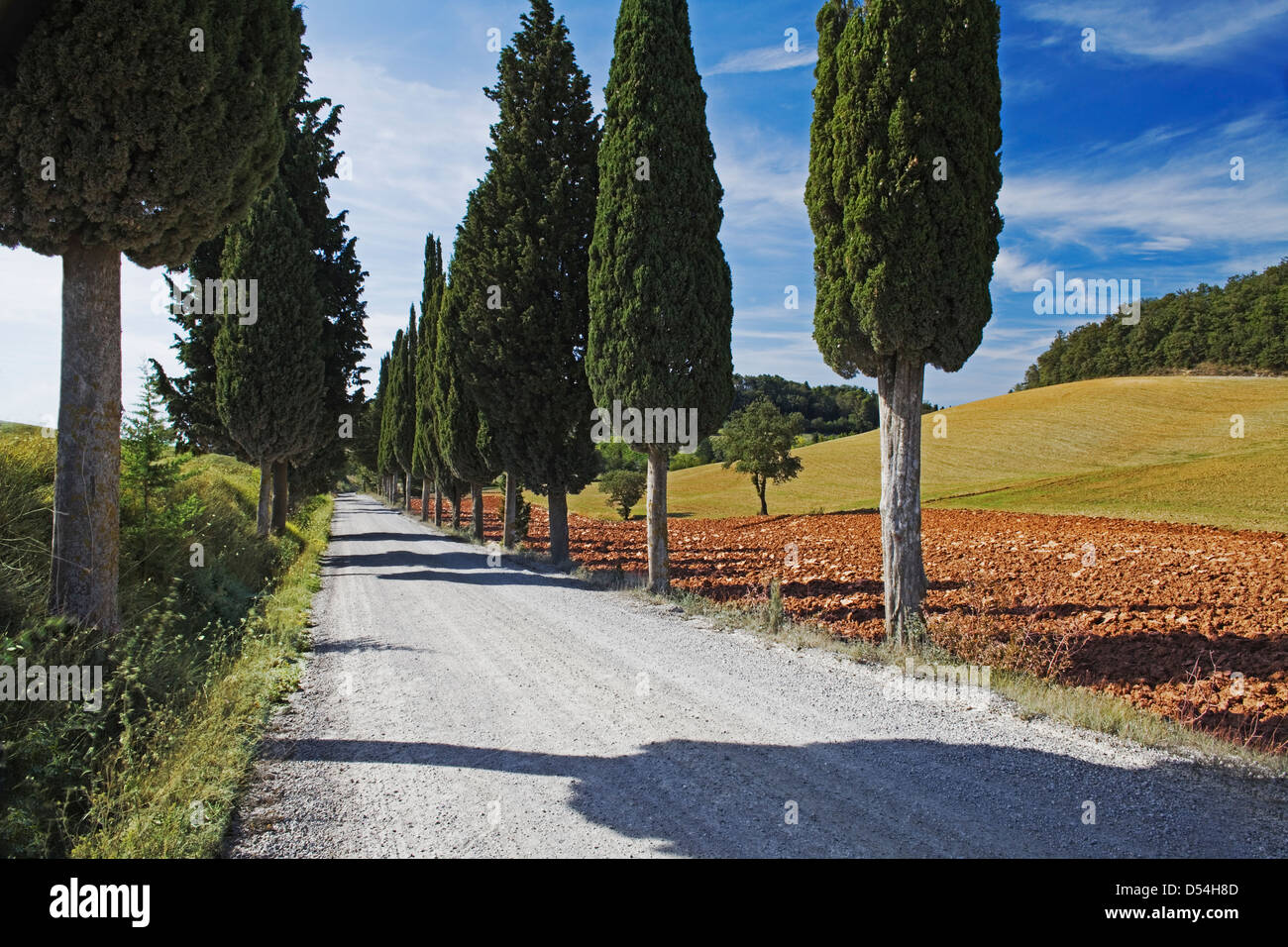 Tuscany cypress tree road hi-res stock photography and images - Alamy