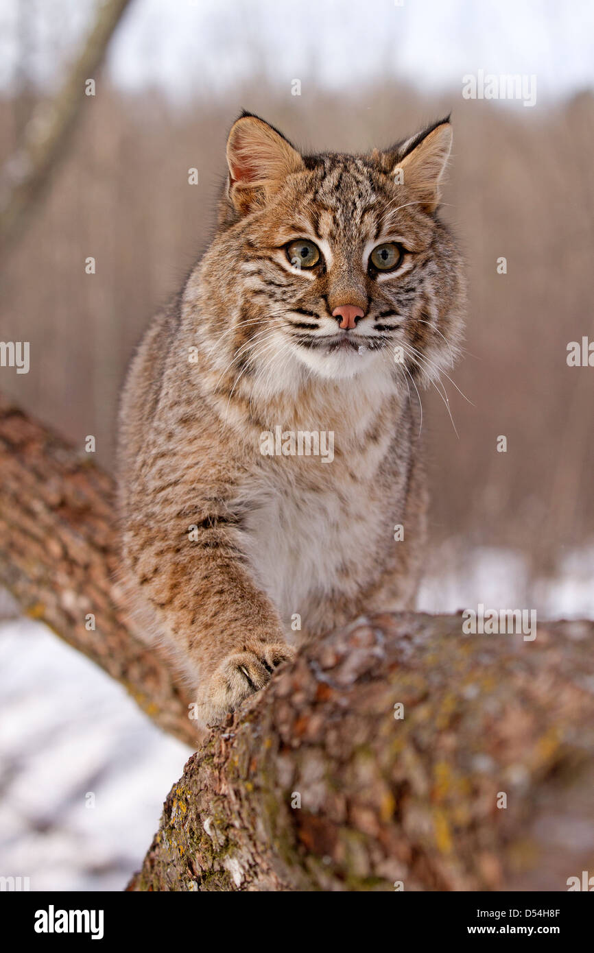 Bobcat lynx rufus tree snow winter usa hi-res stock photography and ...