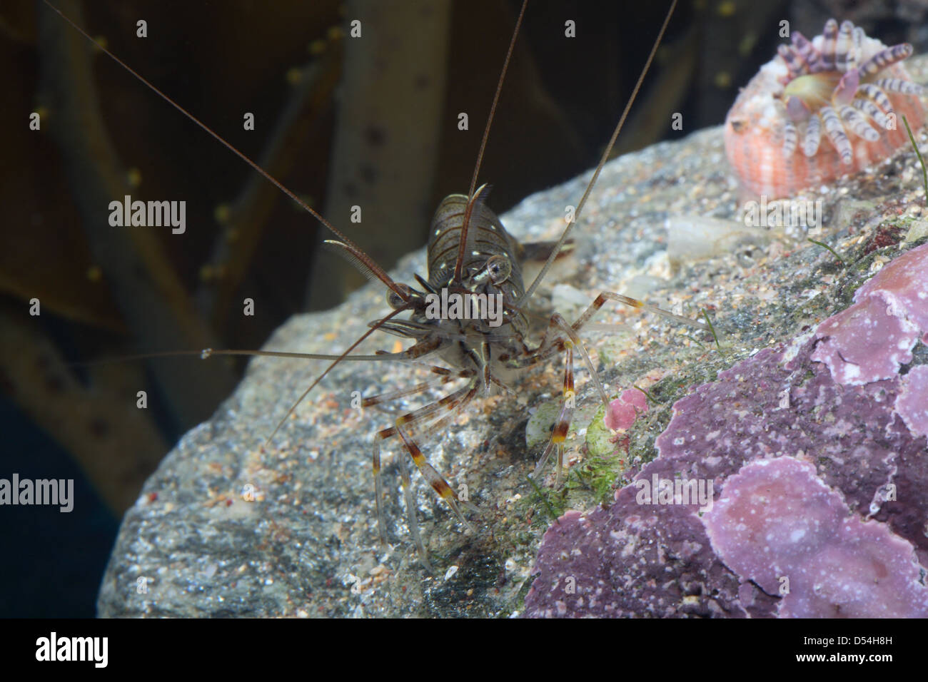 Common prawn sea hi-res stock photography and images - Alamy