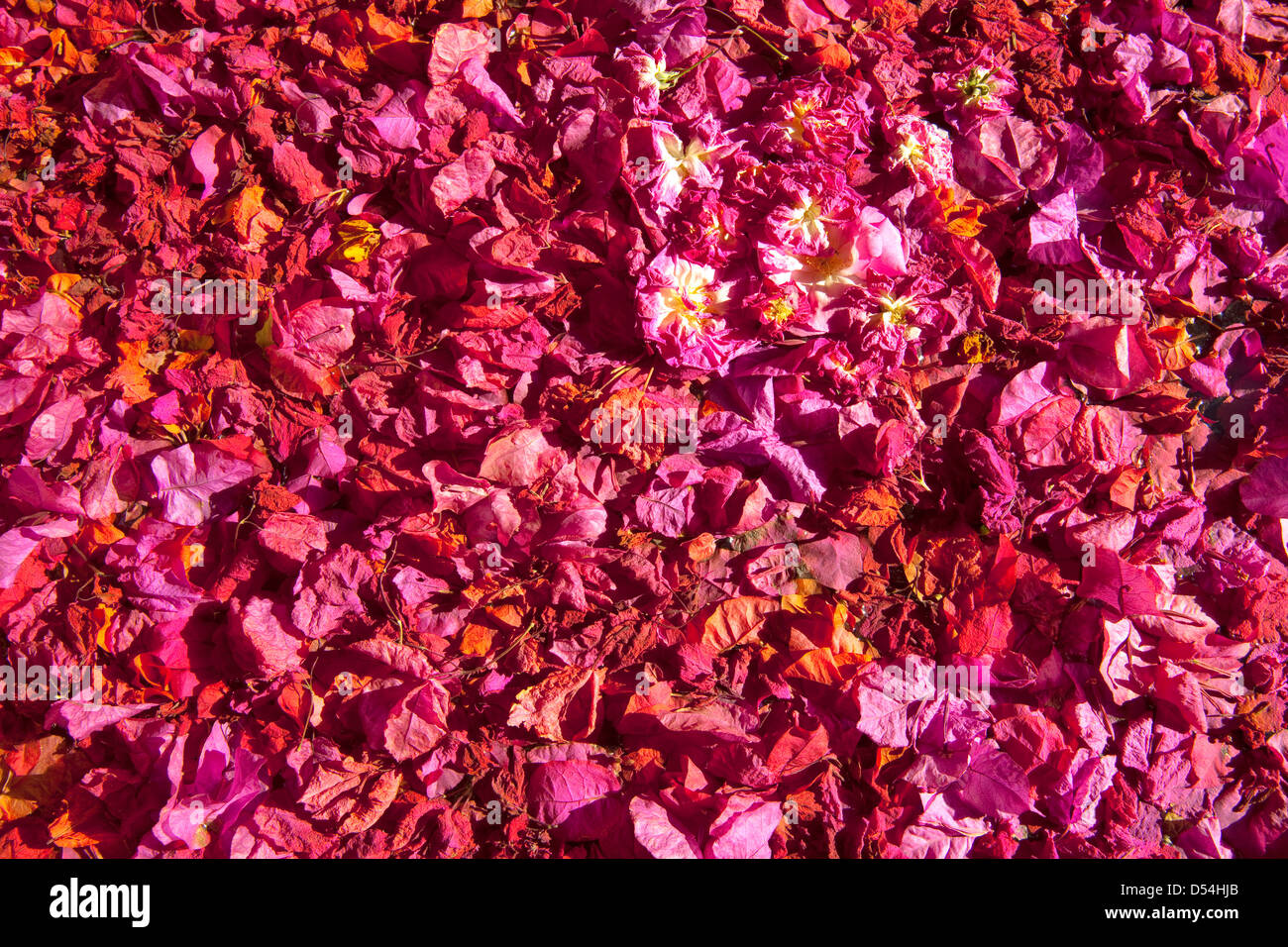 Dried rose petals, India Stock Photo - Alamy