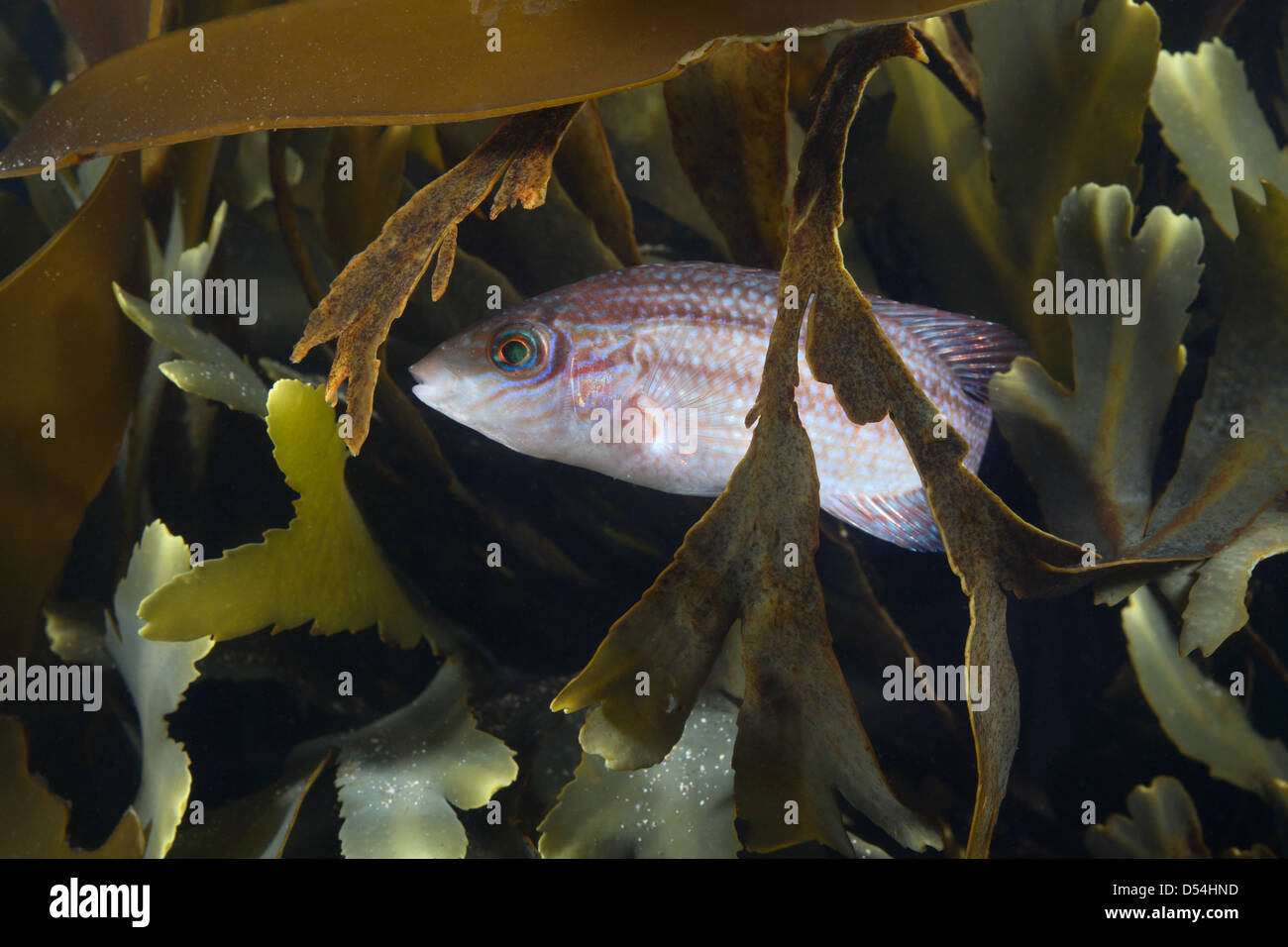 Corkwing wrasse hi-res stock photography and images - Alamy