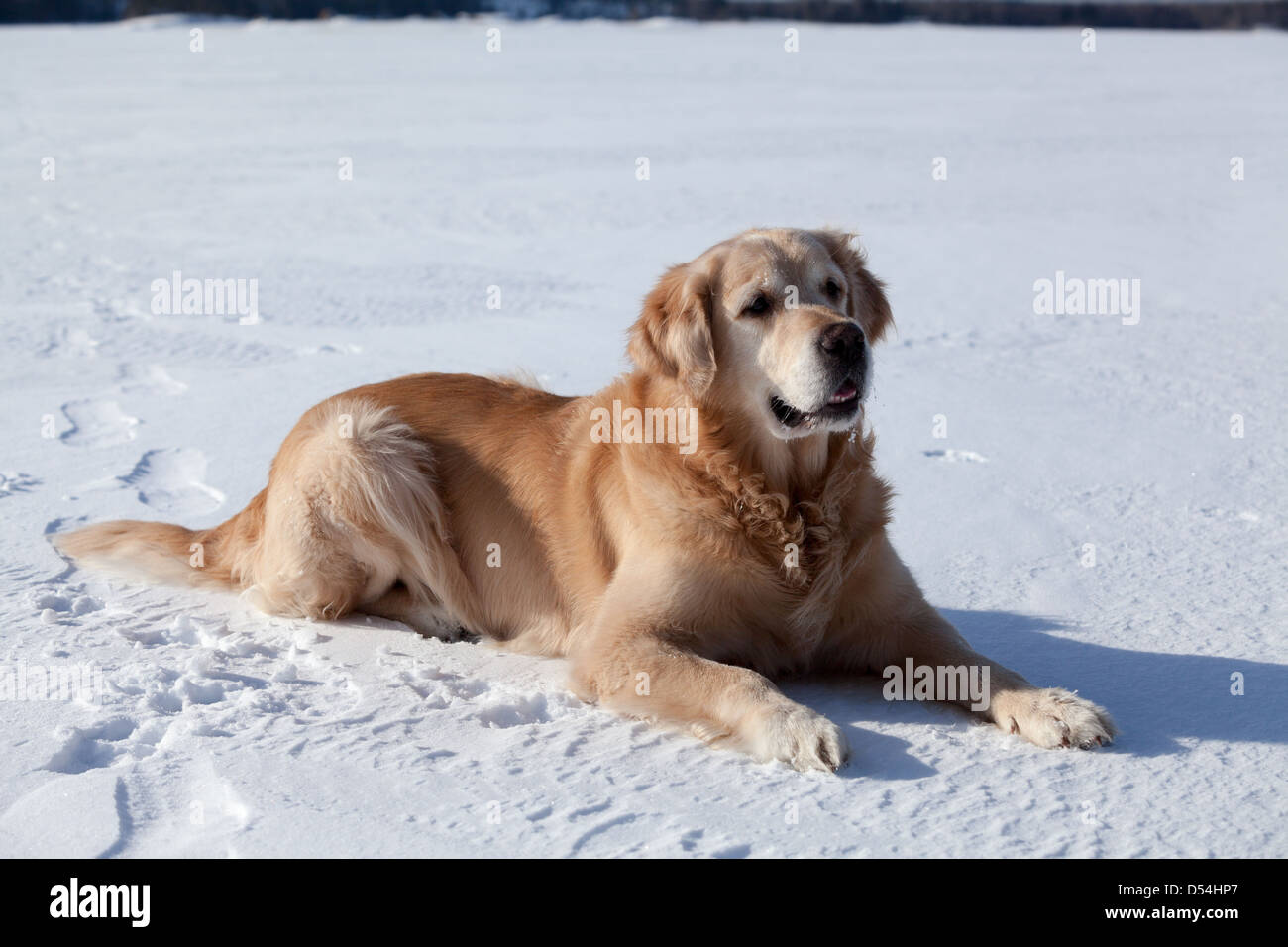 Beautiful golden retriever laying outside in cold winter snow Stock ...
