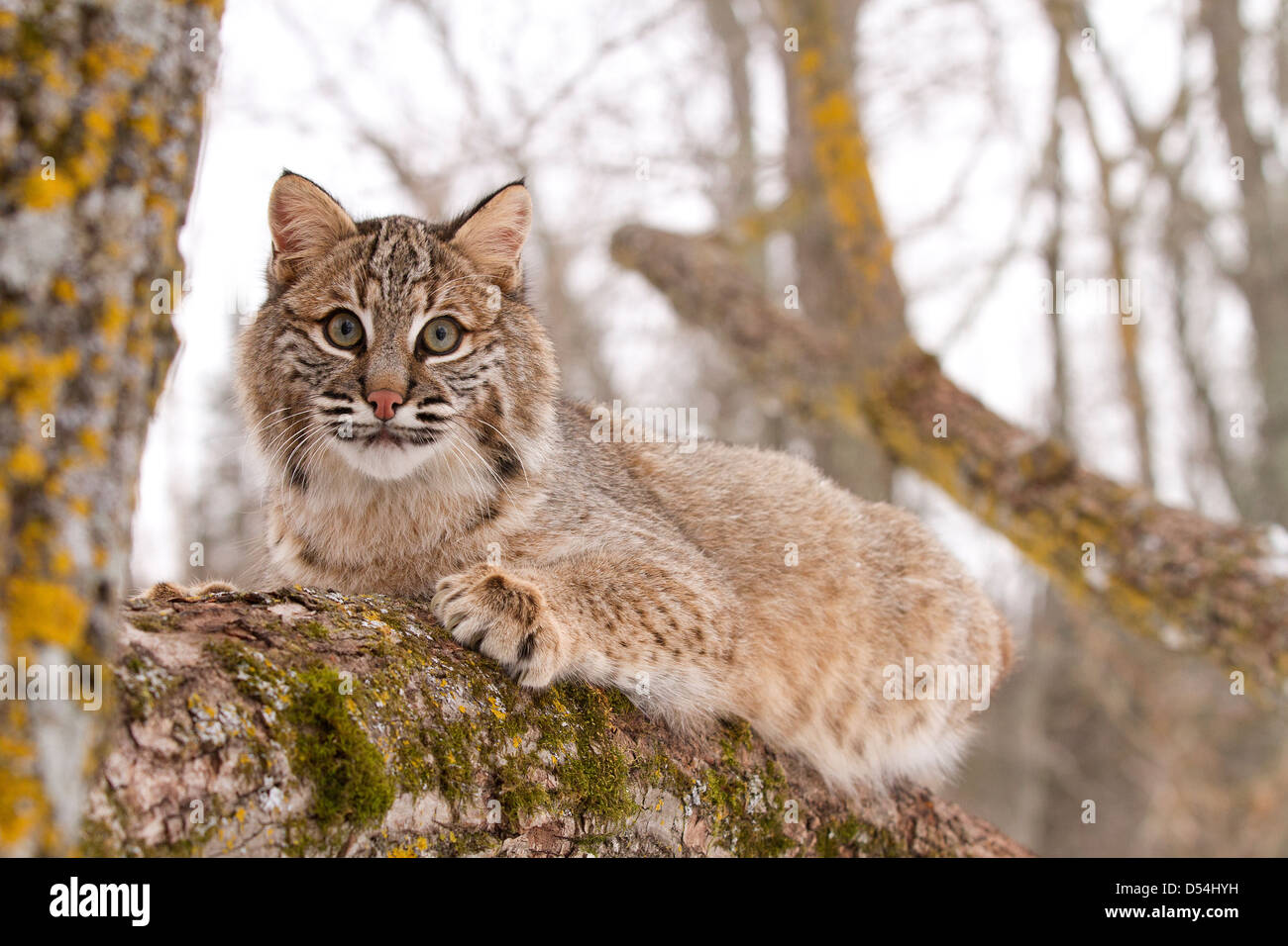 Lynx climbing tree hi-res stock photography and images - Alamy