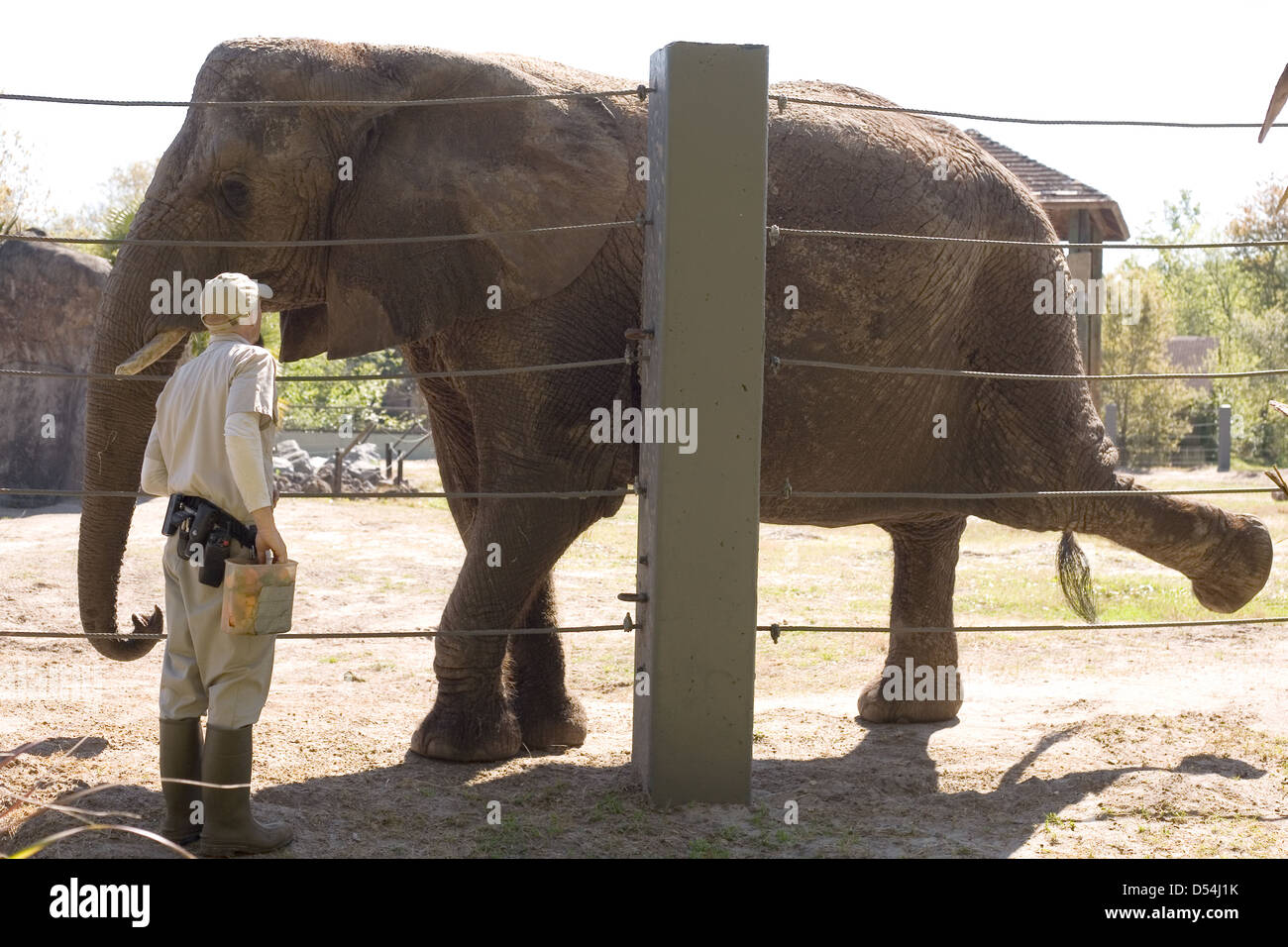 African Elephant during Training Session Stock Photo - Alamy
