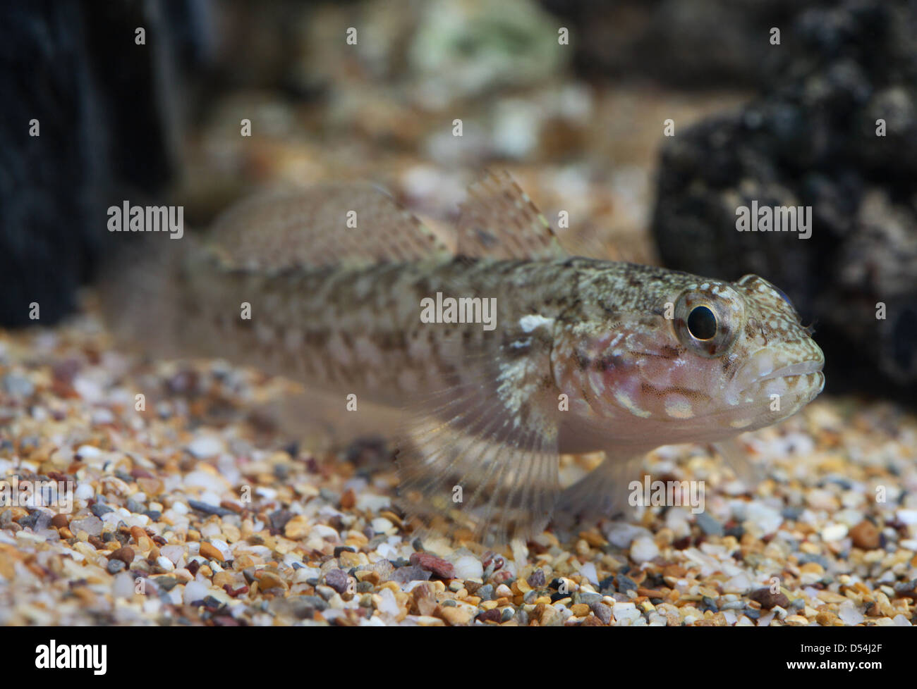 Rock goby uk hi-res stock photography and images - Alamy