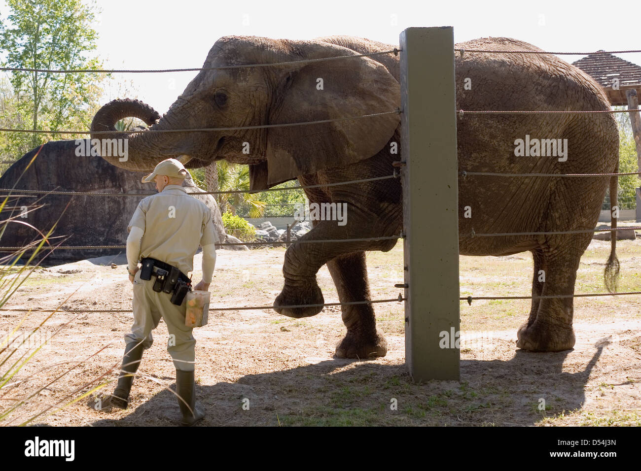 African Elephant during Training Stock Photo - Alamy