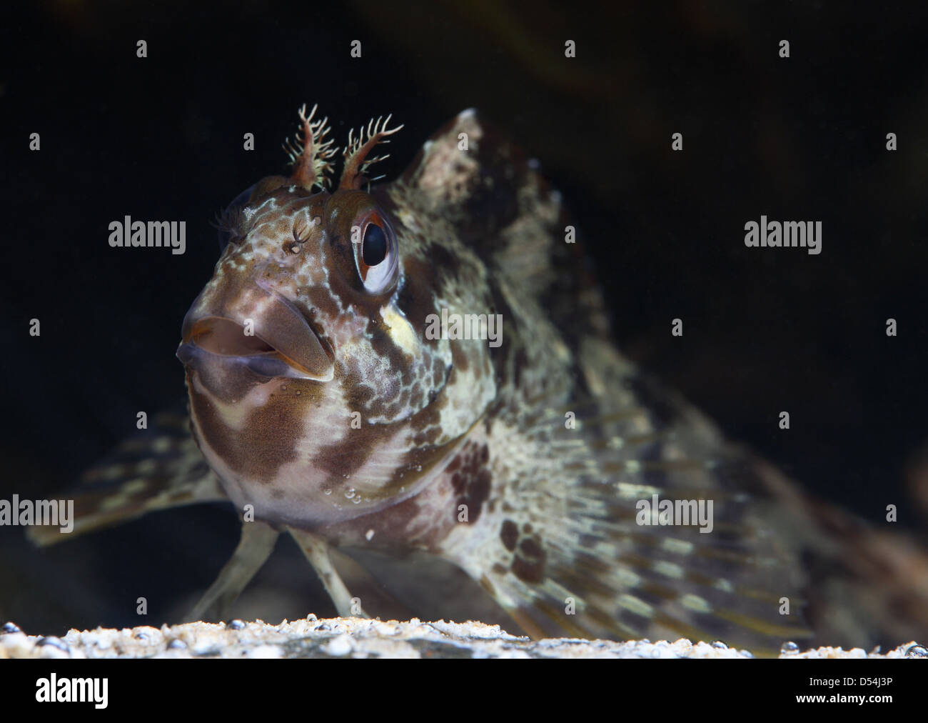 Rock pool blenny hi-res stock photography and images - Alamy