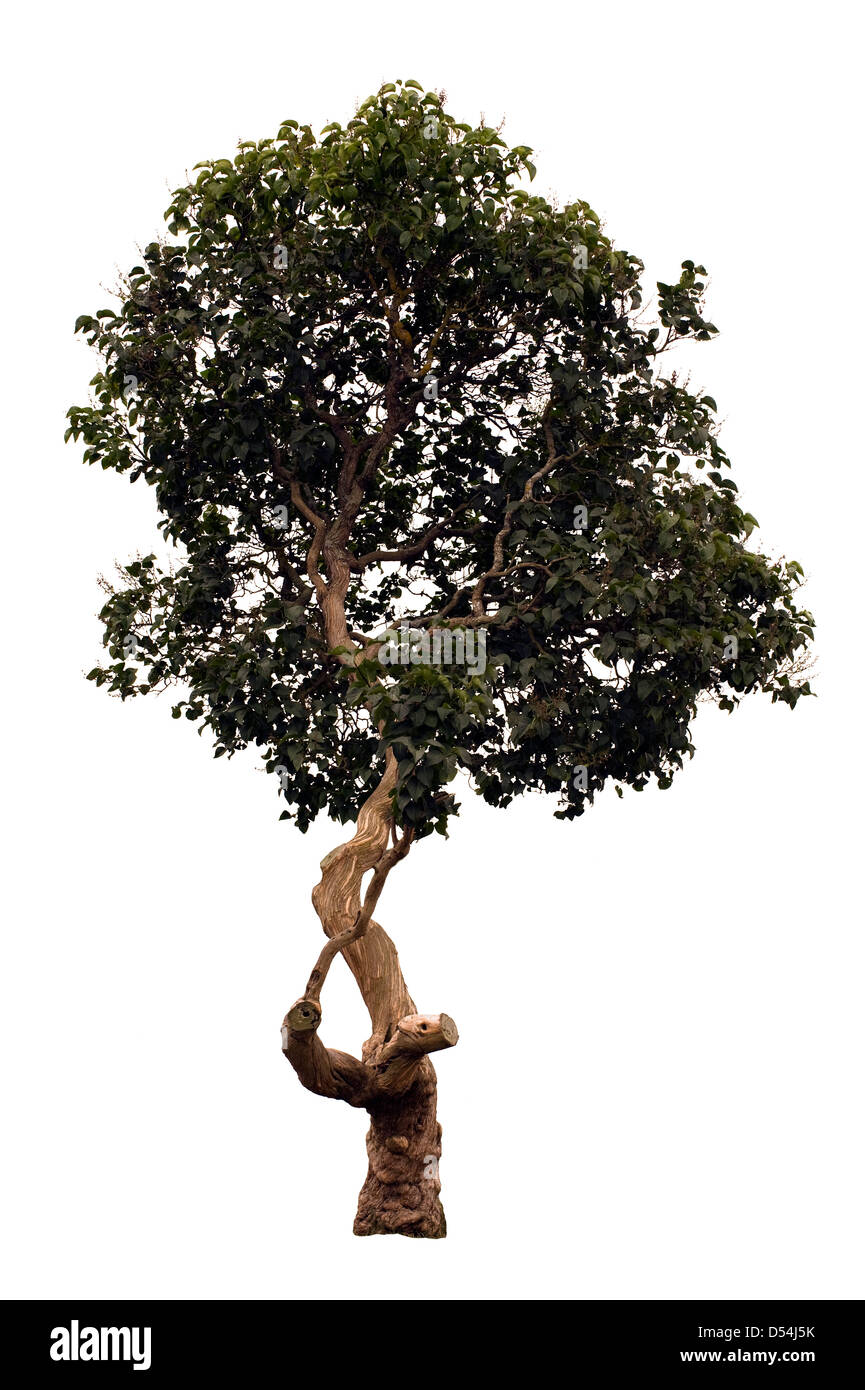 Crooked tree cut out and isolated against white Stock Photo - Alamy