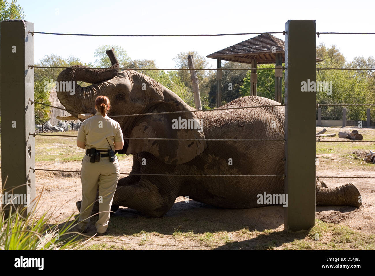 African Elephant Lying Down Stock Photo - Alamy