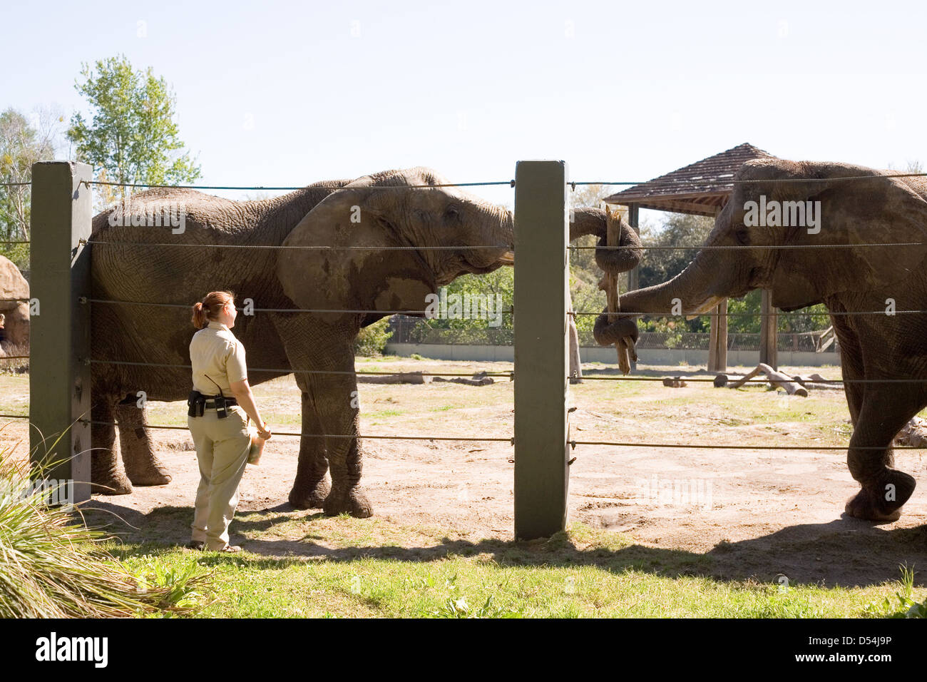 African Elephants during a Training Session Stock Photo - Alamy