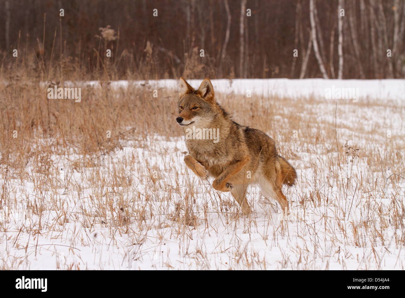 Coyote, Canis latrans running through the snow Stock Photo - Alamy