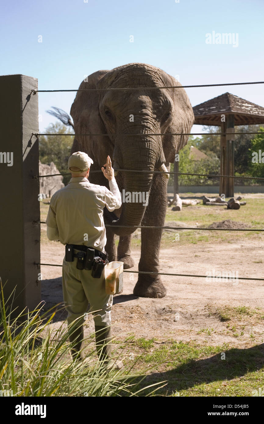 African Elephant Training Session Stock Photo - Alamy