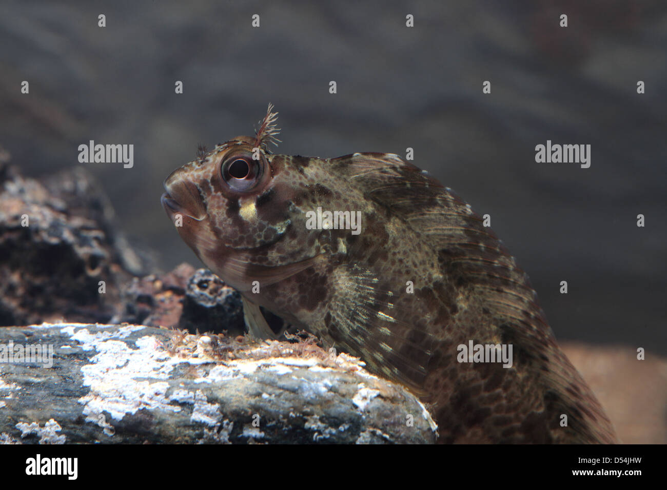 Rock blenny hi-res stock photography and images - Alamy