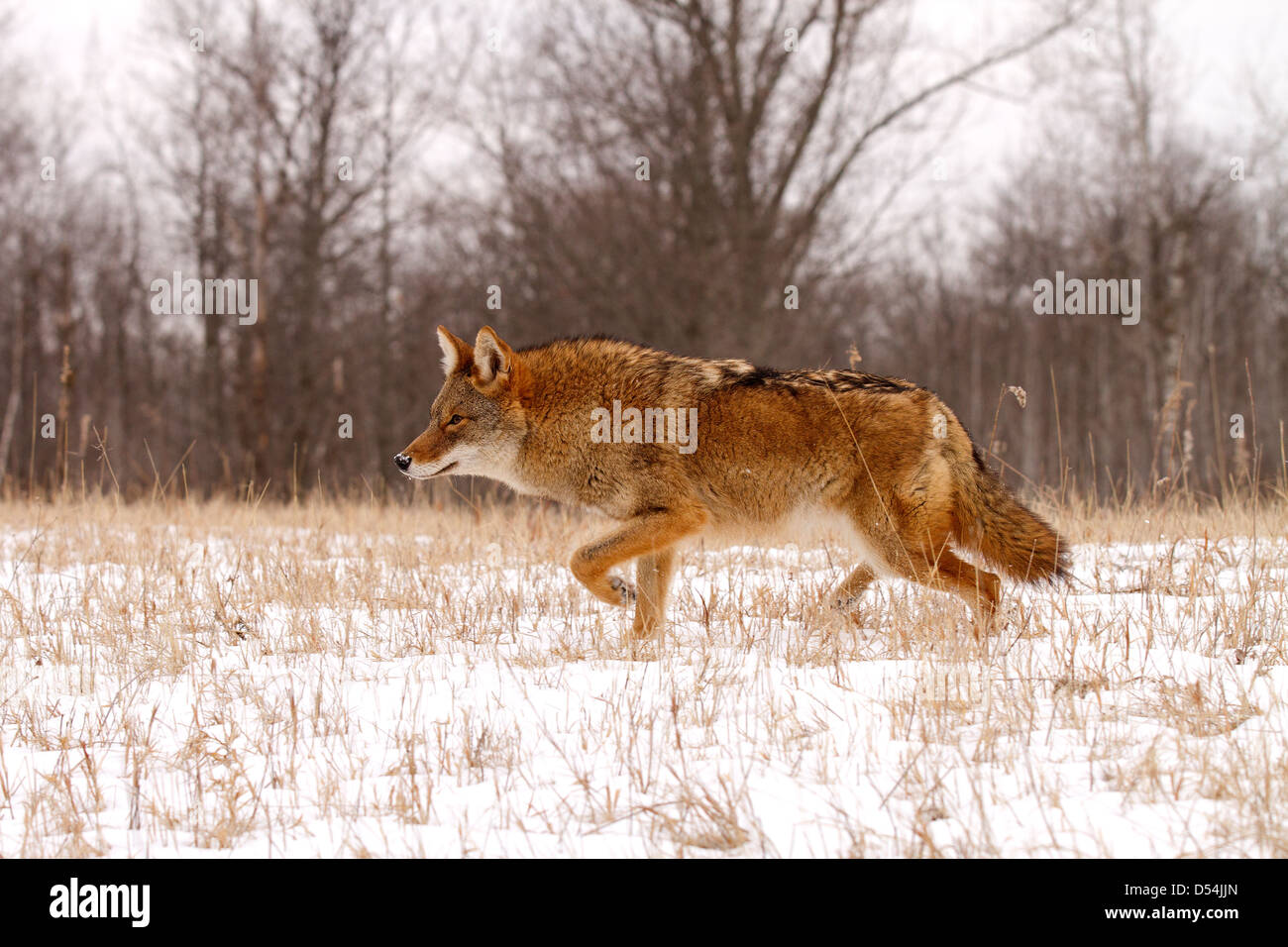 Coyote Running High Resolution Stock Photography and Images - Alamy
