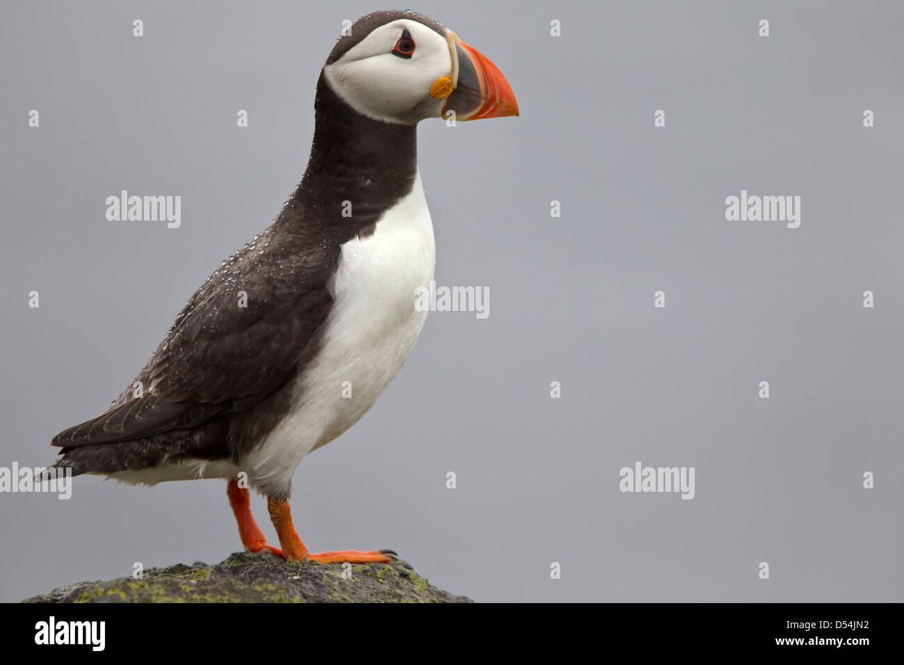 Fratercula arctica, Atlantic Puffin profile standing on a rock with ...