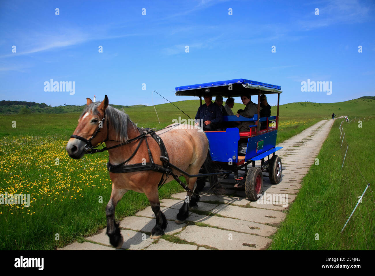 Hiddensee Island ,carriage at Grieben, Mecklenburg Western Pomerania ...