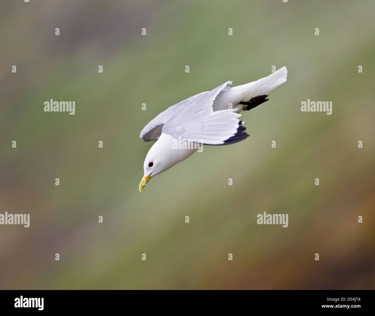 Black-legged Kittiwake flying on a blurred background,side view Stock ...