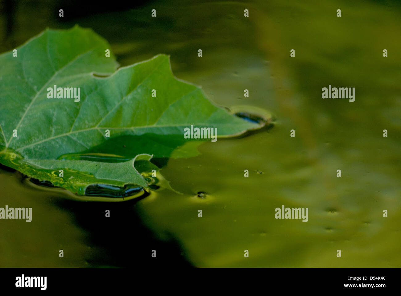 Floating tree hi-res stock photography and images - Alamy